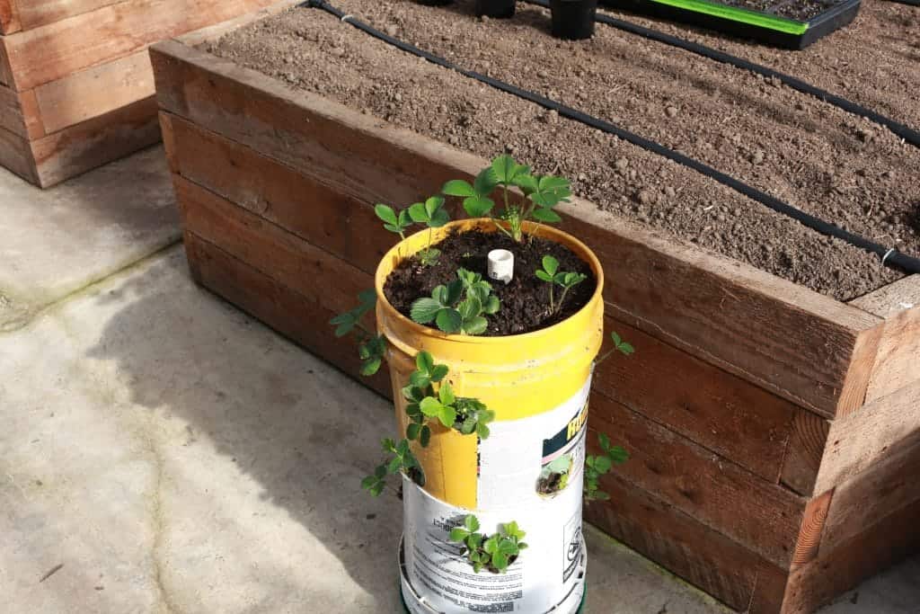 DIY Strawberry Towers Tutorial | Homemade Food Junkie