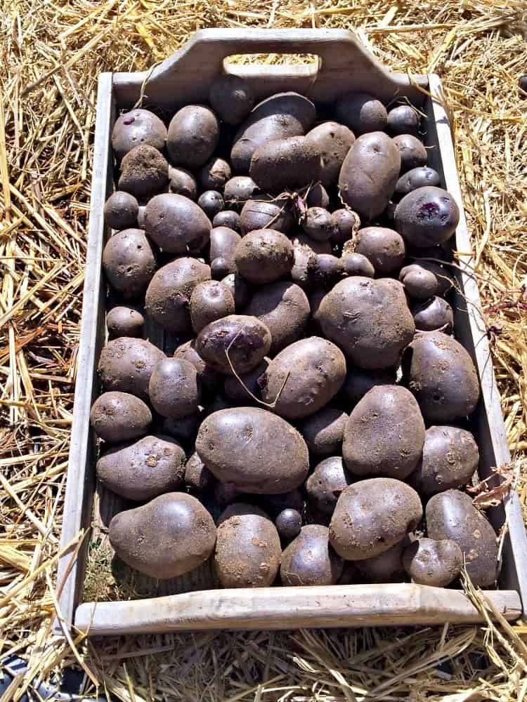 Easy DIY Potato Barrels | Homemade Food Junkie