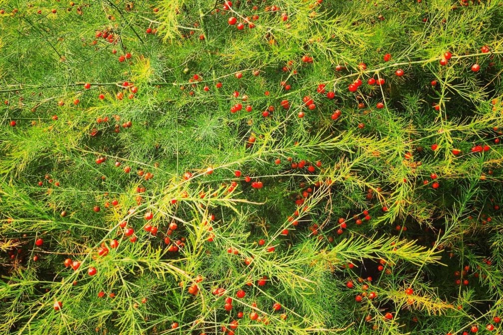 How to Plant Asparagus Plants | Homemade Food Junkie