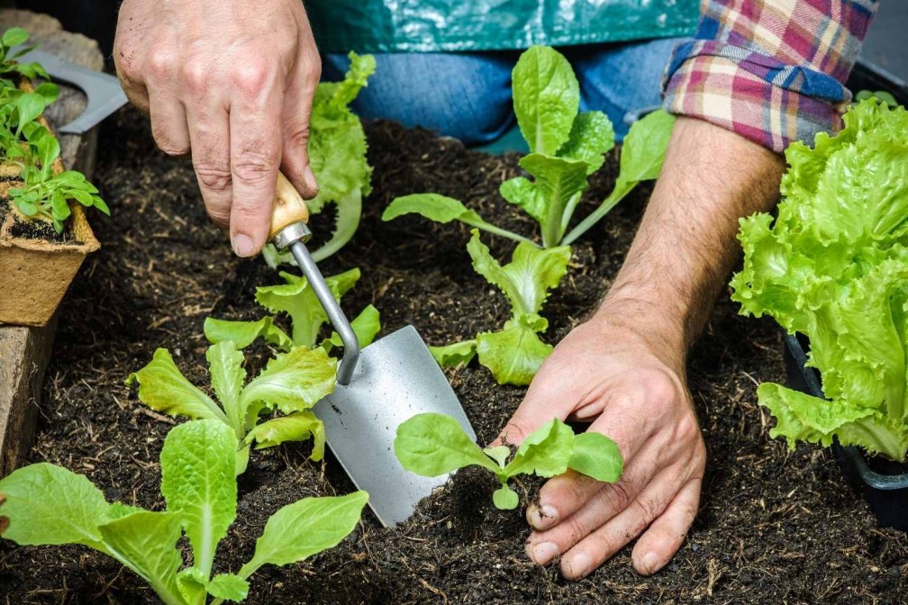 Garden and Greenhouse projects and produce