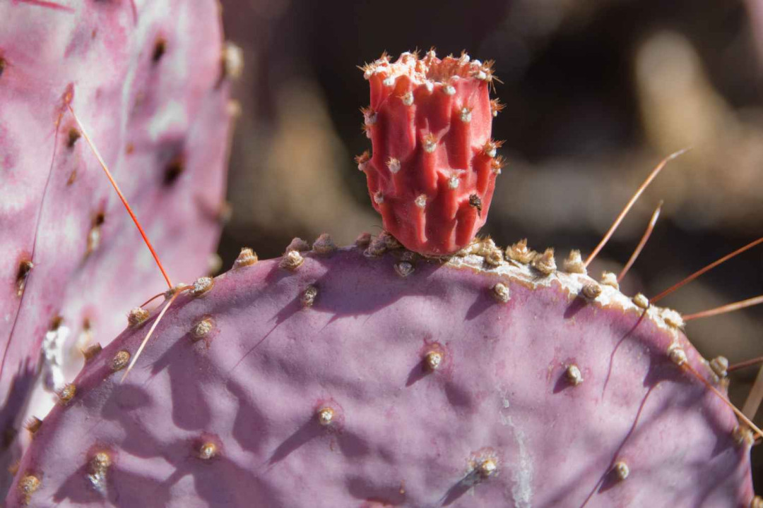 Easy Prickly Pear Syrup Recipe | Homemade Food Junkie