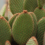 Easy Prickly Pear Syrup Recipe | Homemade Food Junkie