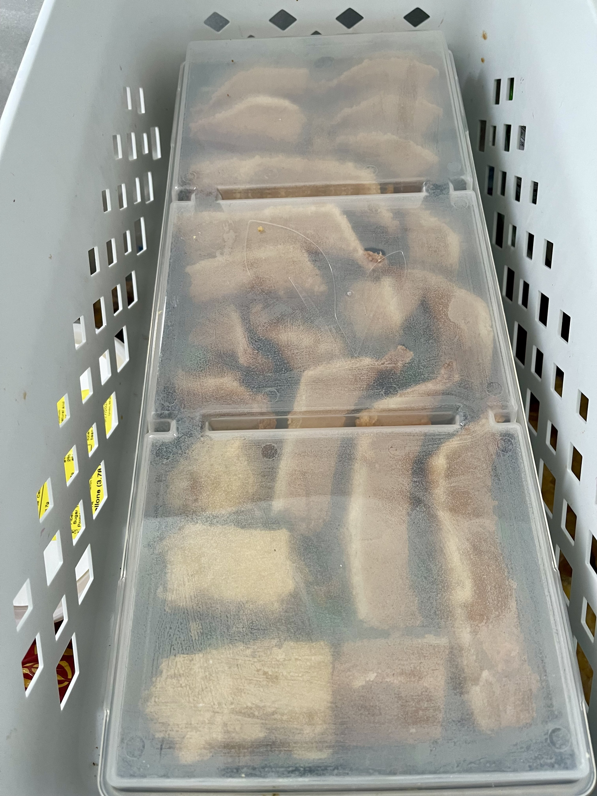 Essential Home Freeze Drying Equipment | Homemade Food Junkie